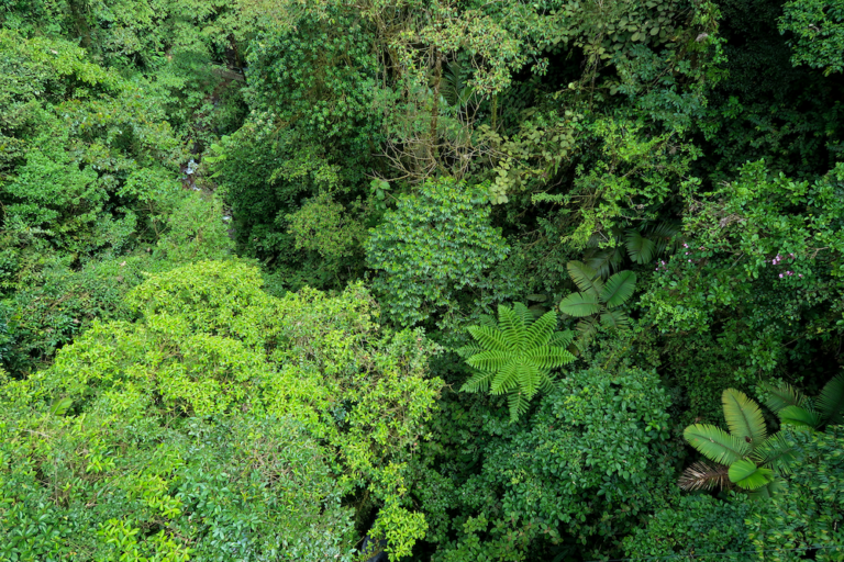 Costa Rica Rainy Season: Why it's the BEST & Must-Know Tips