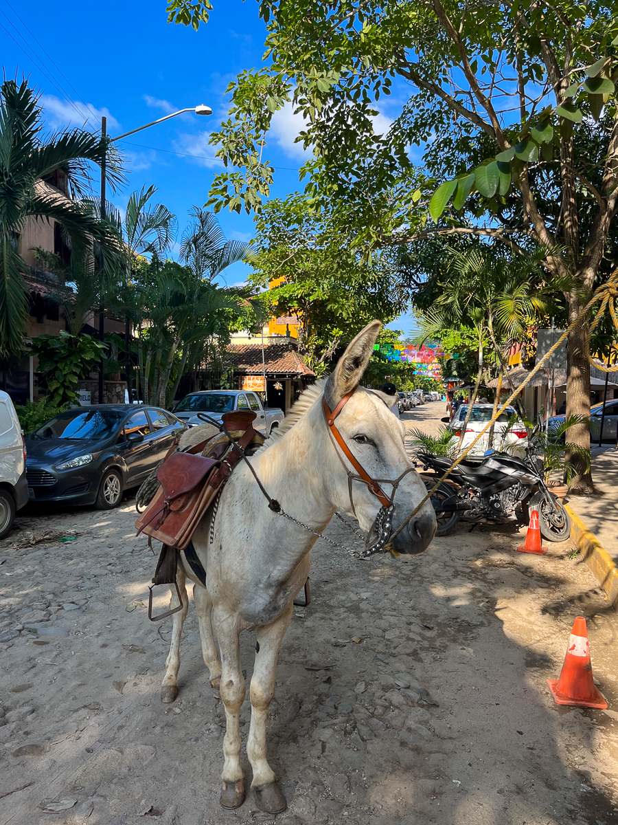 San Pancho, Mexico Travel Guide: Things to Do, See, Eat + Tips!